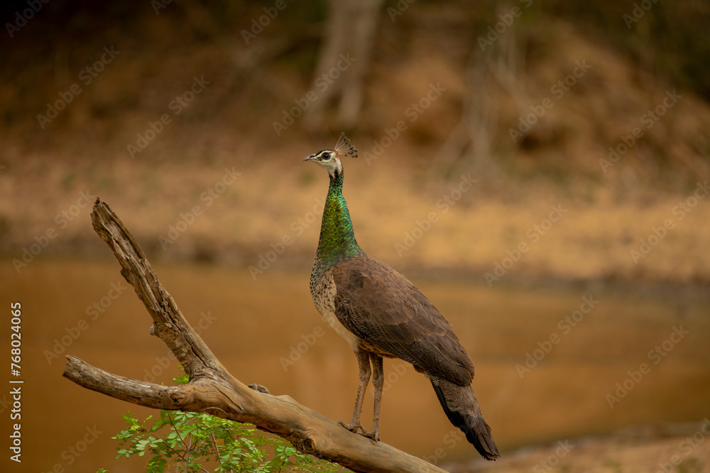 Peacock is the name given to two species of birds from the Pavo genus ...