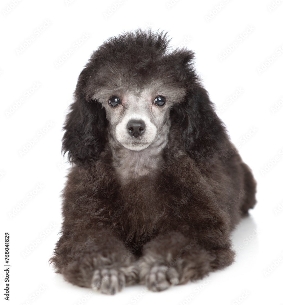 Cute black poodle poppy lying in front view and looking at camera ...