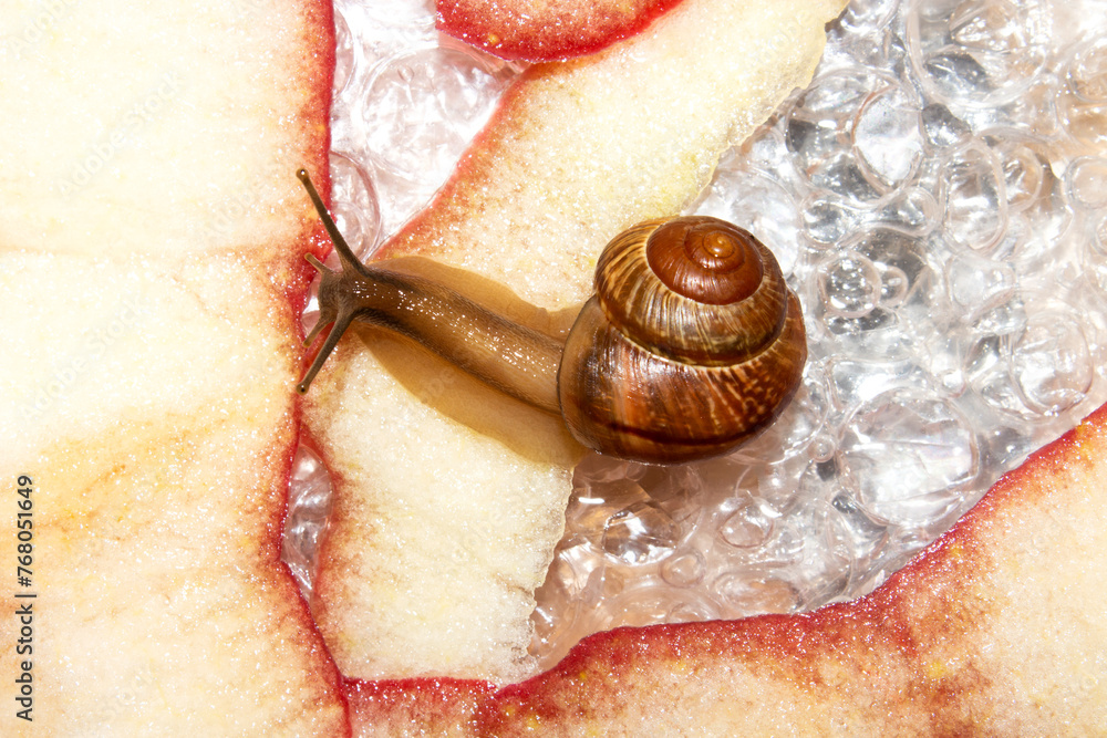 A pet snail in an aquarium.Snail garden background.An aquarium snail ...