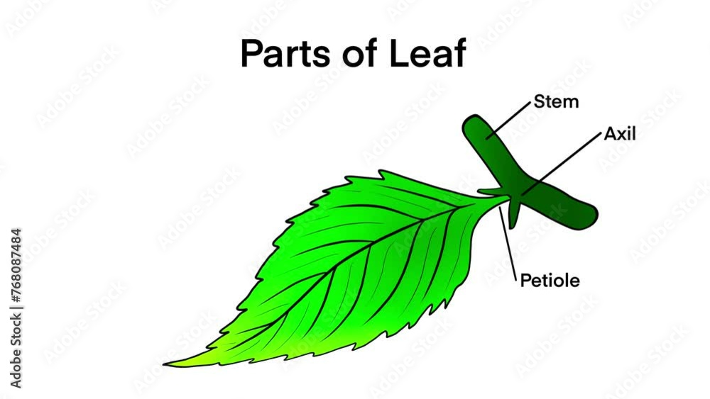 Basic leaf parts, external structure infographics, Leaf anatomy ...