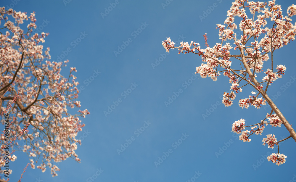 Beautiful spring background with pink cherry blossom and blue clear sky ...