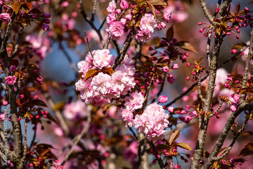 Redbud trees and beautiful pink flowers in April in Istanbul Stock ...