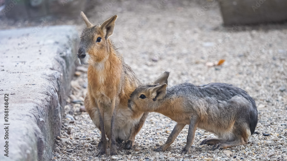 Lesser capybara baby (Hydrochoerus isthmius) suckling from mother Stock ...