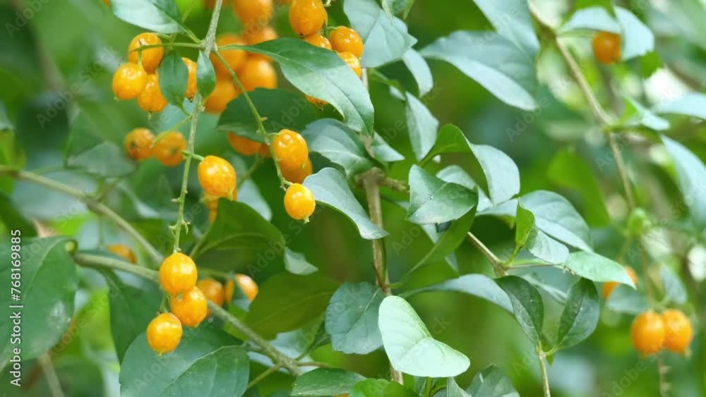 Duranta repens, Duranta erecta is a species of flowering shrub in the ...