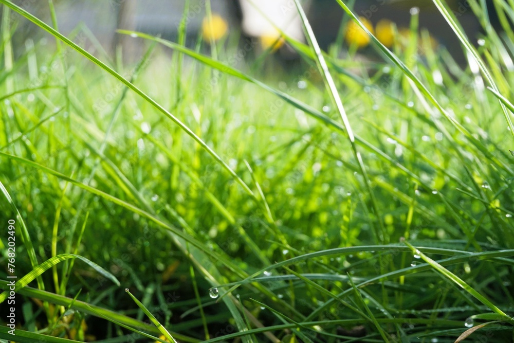 Nasse grüne Graswiese mit Wassertropfenmuster vor Garten mit gelben ...