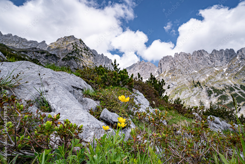 Wandern im Hochgebirge - bunte Blumen blühen auf den kargen Felsen ...