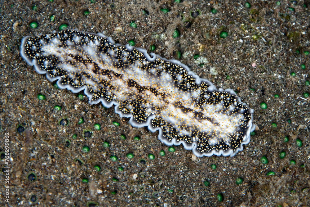 An undescribed flatworm, Acanthozoon sp., crawls across a black sand ...