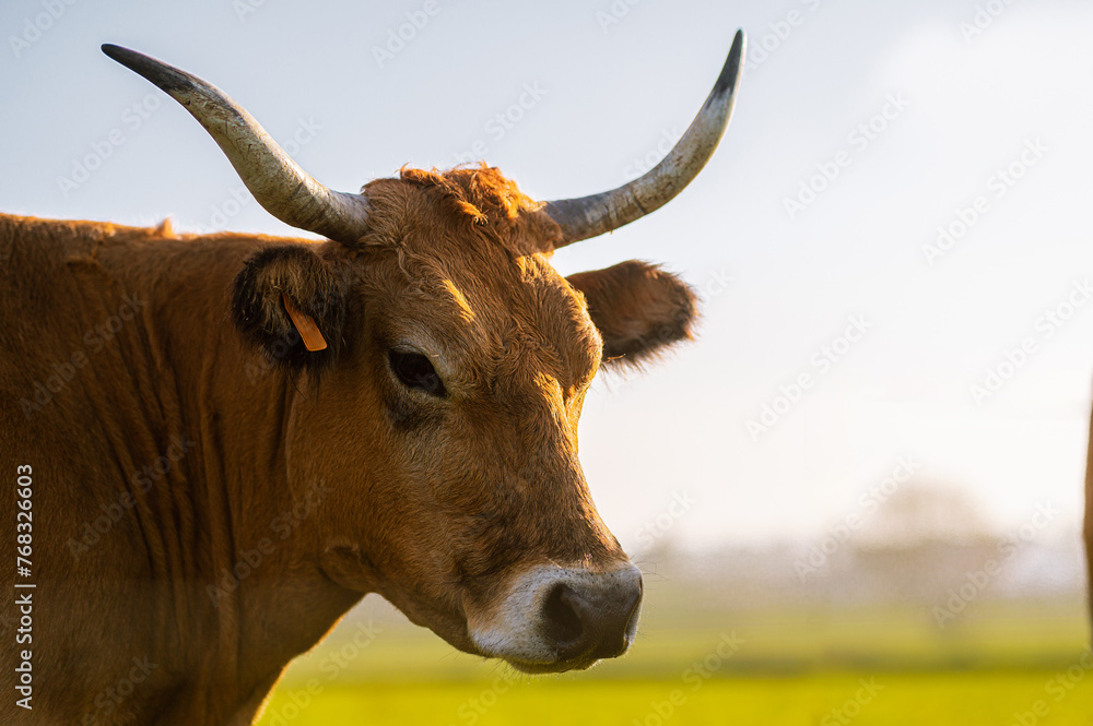 portrait of the head of an asturian cow from the mountain with large ...