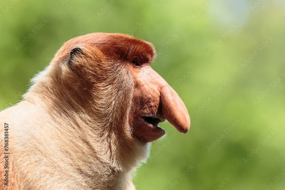 The proboscis monkey (Nasalis larvatus) or long-nosed monkey is a ...