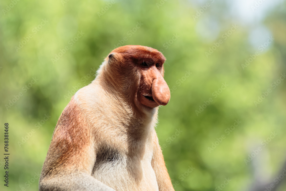 The proboscis monkey (Nasalis larvatus) or long-nosed monkey is a ...