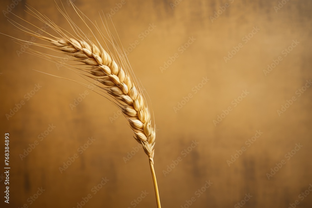 Ear of wheat, A single golden wheat ear standing upright against a ...