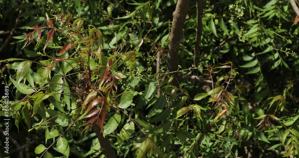 Neem tree branch closeup with blurred green leaves background. Nim tree ...