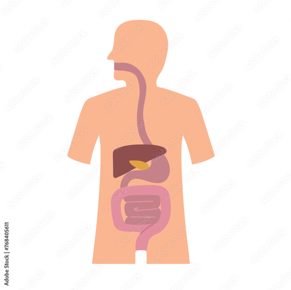 Digestive system icon clipart avatar logotype isolated vector ...