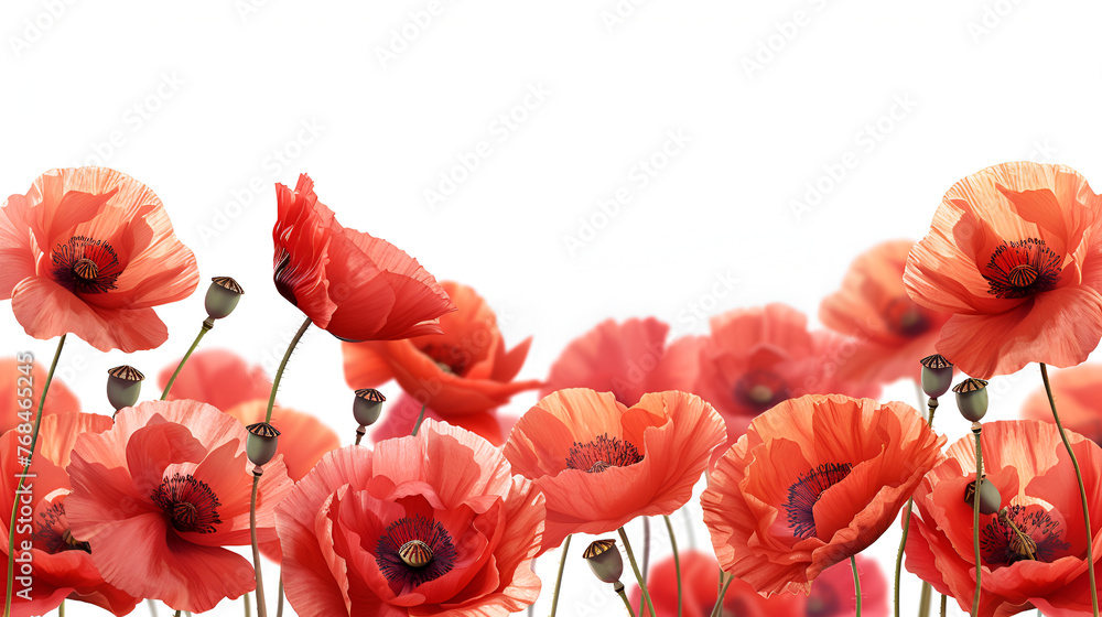 Banner with red poppy flower field symbol for reme Close-up of red ...