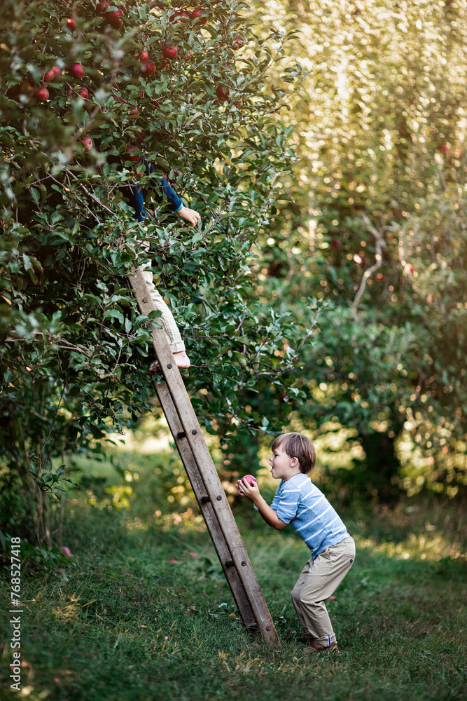 Little boy reaching for an apple, another on ladder in apple orchard ...