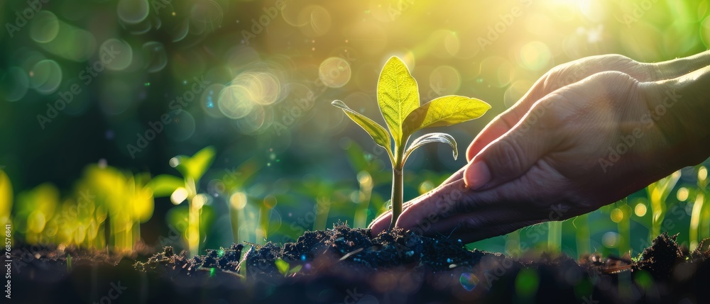Farmers nurture a tree growing in fertile soil with bokeh background, a ...
