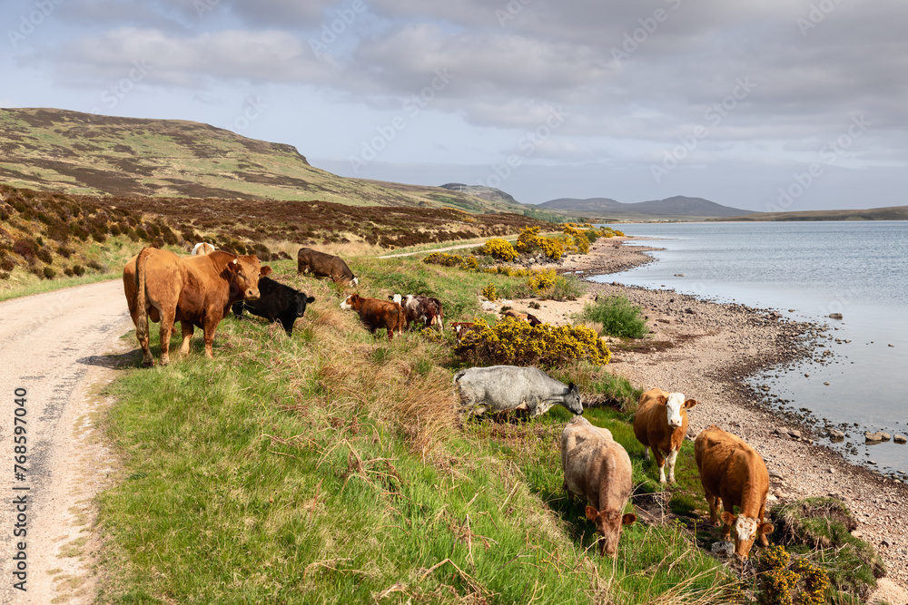 Scottish cattle grazing beside a picturesque loch, with rolling hills ...