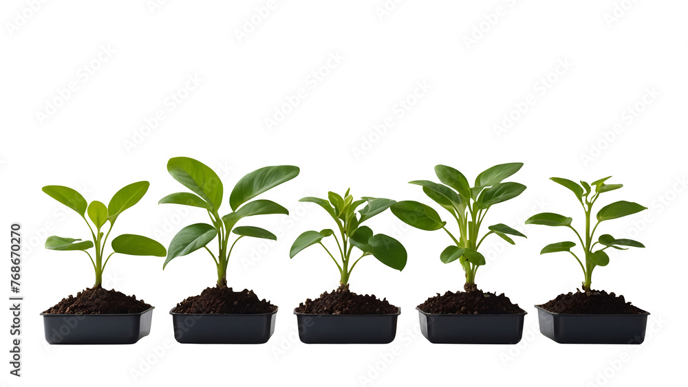 Growing plant png seed growing transparent background plant seedling ...