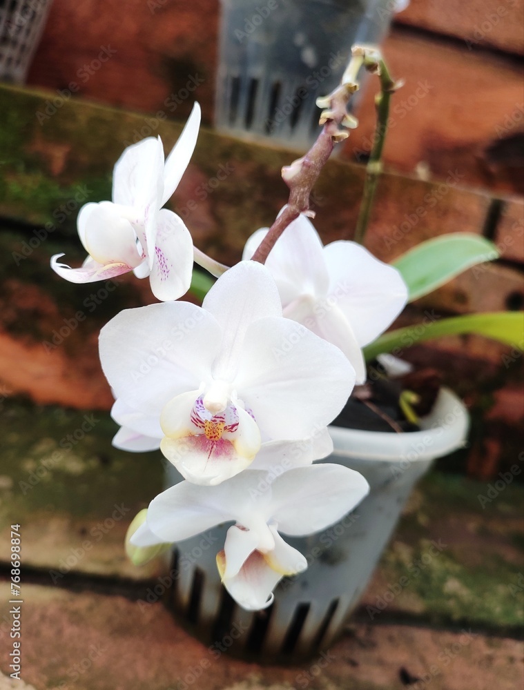 Phalaenopsis are the most common orchids in the marketplace and are ...