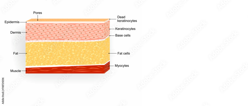 Human skin anatomy structure illustration Stock Vector | Adobe Stock
