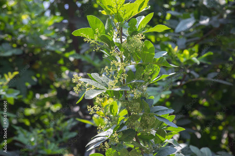 Pink pepper molle tree in Lima Peru Stock Photo | Adobe Stock