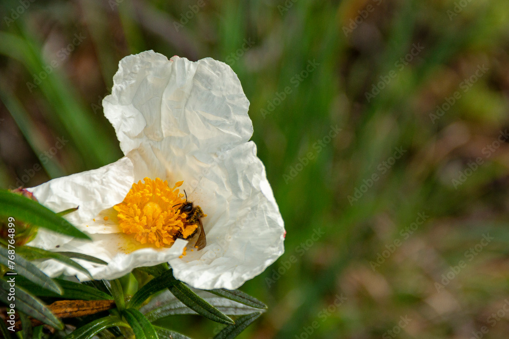 Photo & Art Print Rock rose, cistus ladanifer, in full bloom with five ...