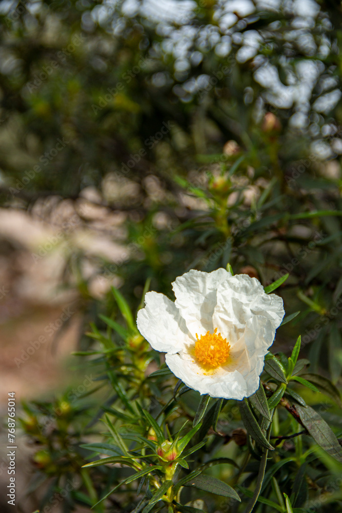 Rock rose, cistus ladanifer, in full bloom with five wide white petals ...