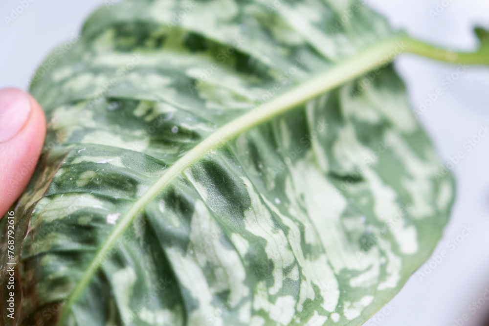 Leaves home plant affected by a spider mite, small insects, Problems in ...