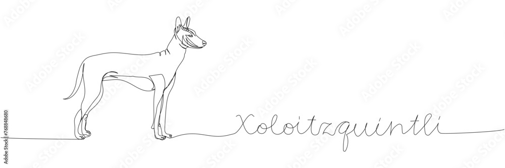 Xoloitzcuintli dog breed, Mexican hairless dog, national dog of Mexico ...