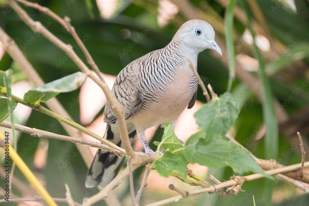The zebra dove (Geopelia striata), also known as the barred ground dove ...