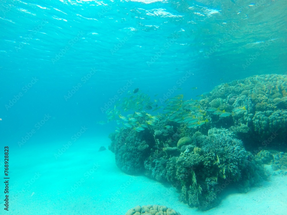 Lutjanus fulviflamma, the dory snapper, blackspot snapper, black-spot ...