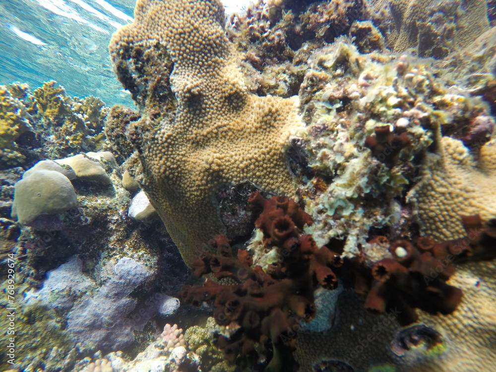 Tubastraea micranthus, commonly known as the black sun coral, and ...