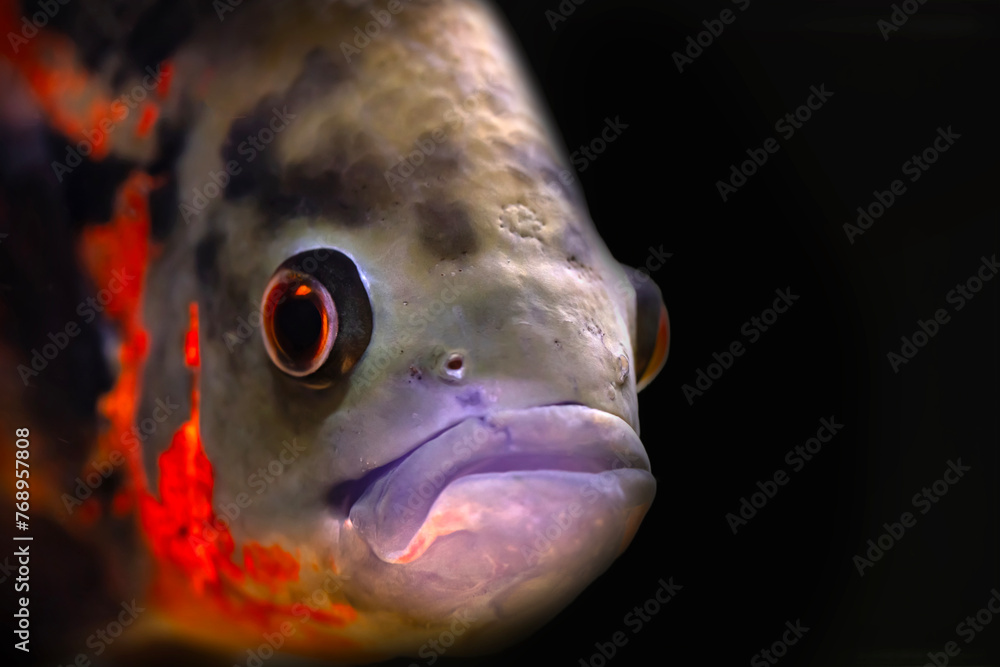 One of the most famous fish in aquariums. Astronotus ocellatus. Black ...