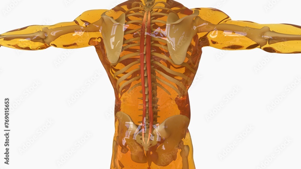 Spinalis Muscle anatomy for medical concept 3D rendering Stock ...