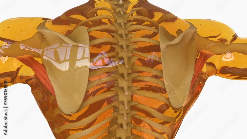 Poster Teres Major Muscle anatomy for medical concept 3D rendering ...