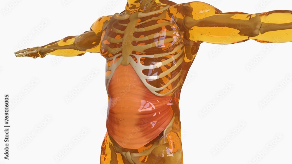 Transversus Abdominis Muscle anatomy for medical concept 3D rendering ...