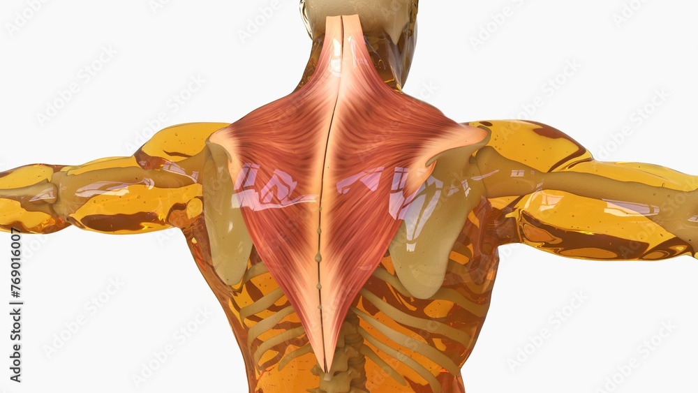 Trapezius Muscle anatomy for medical concept 3D rendering Stock ...