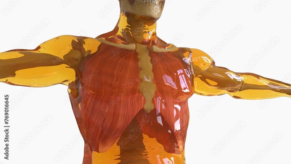 Intercostal Muscle Large anatomy for medical concept 3D rendering Stock ...