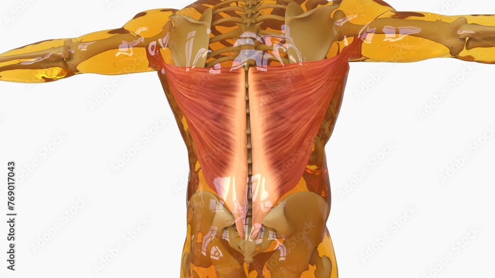 Latissim Muscle anatomy for medical concept 3D rendering Stock ...
