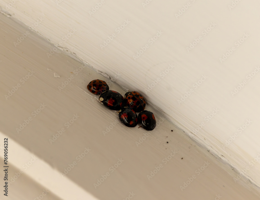 Five ladybird or ladybug beetles "Coccinellidae" in dormant state or ...