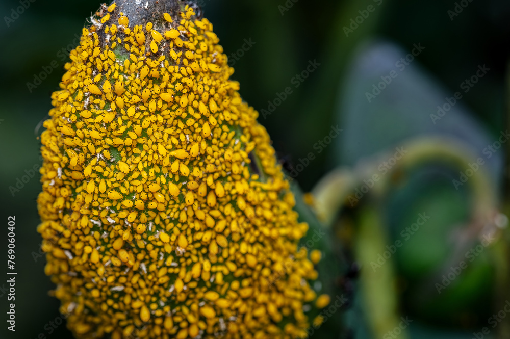 Close up of Yellow aphids swarm on the fruit of Calotropis gigantea ...