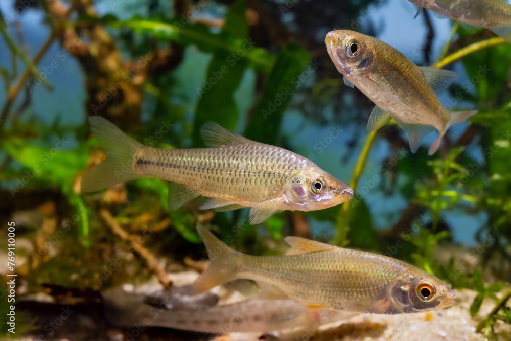 stone moroko, invasive freshwater dwarf fish from East Asia, common ...