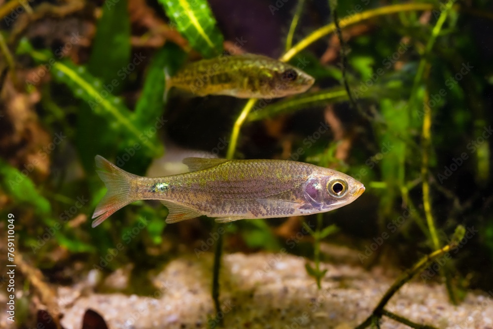 common roach fry, European temperate river planted biotope aquarium ...