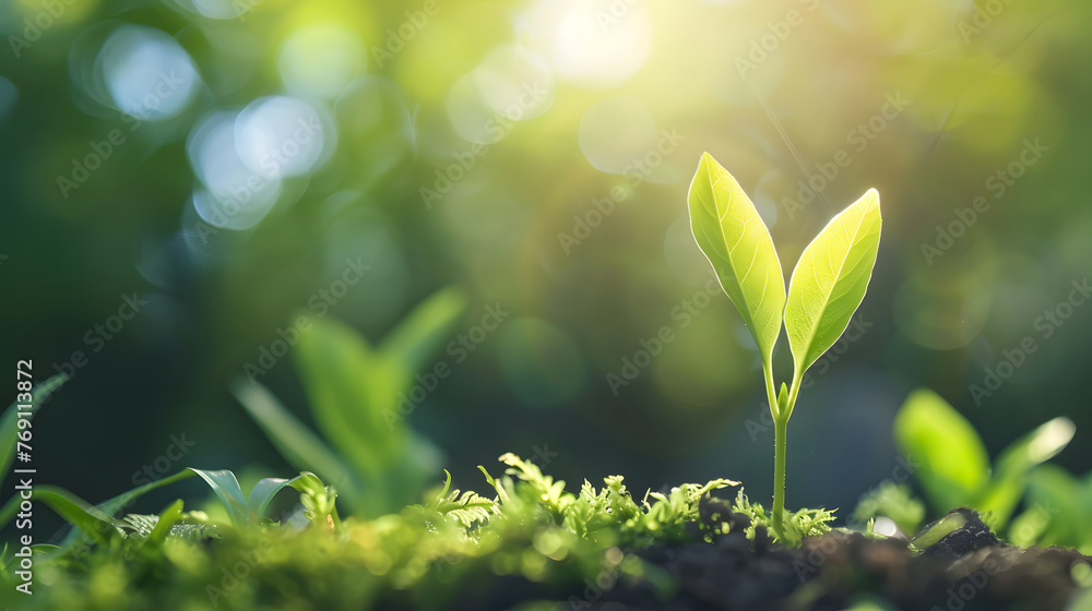 Sustainability background, Climate Change, Plant a tree, sustainable ...