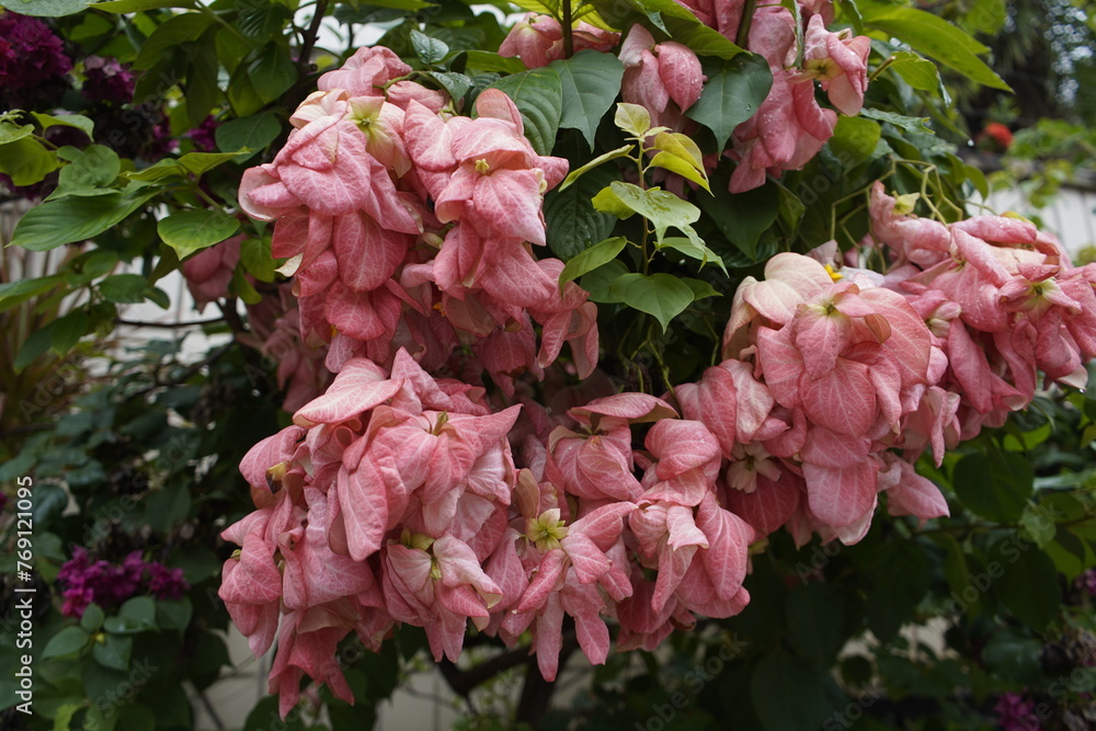 Mussaenda philippica is a plant species in the family Rubiaceae that ...