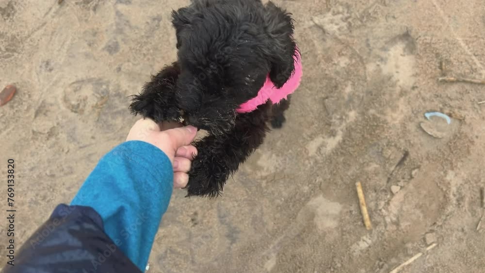 Video „POV playing with dog on sand beach using stick. Funny black toy ...