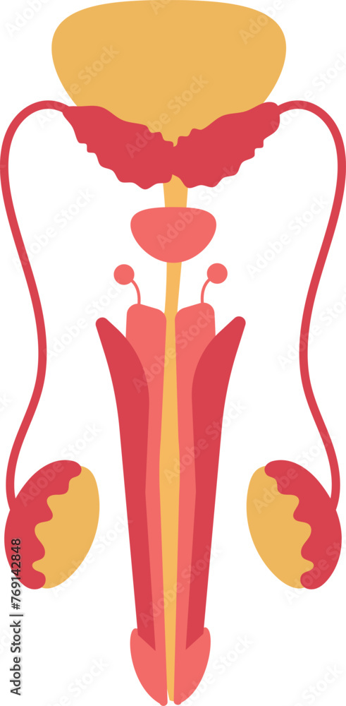 Parts of a Human Male Reproductive System Hand Drawn Illustration Stock ...