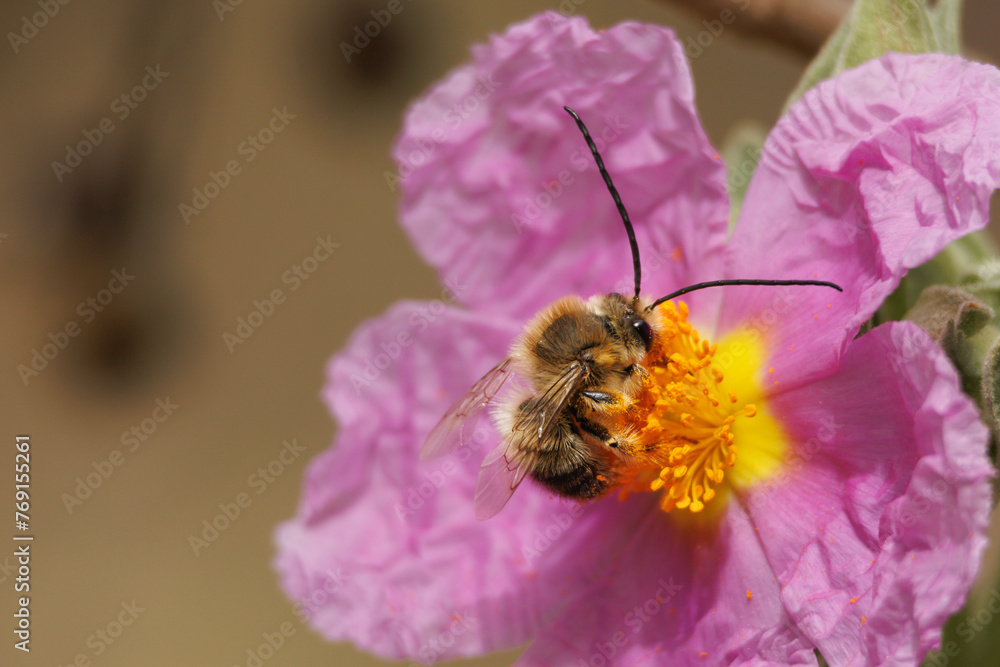 Abeja de la familia Eucera recolectando nectar de la llamativa flor del ...