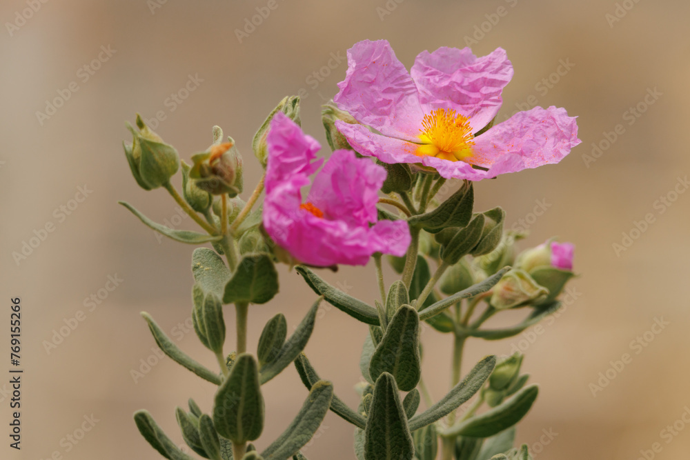 Empieza la primavera con las bonitas flores de la planta jara Cistus ...