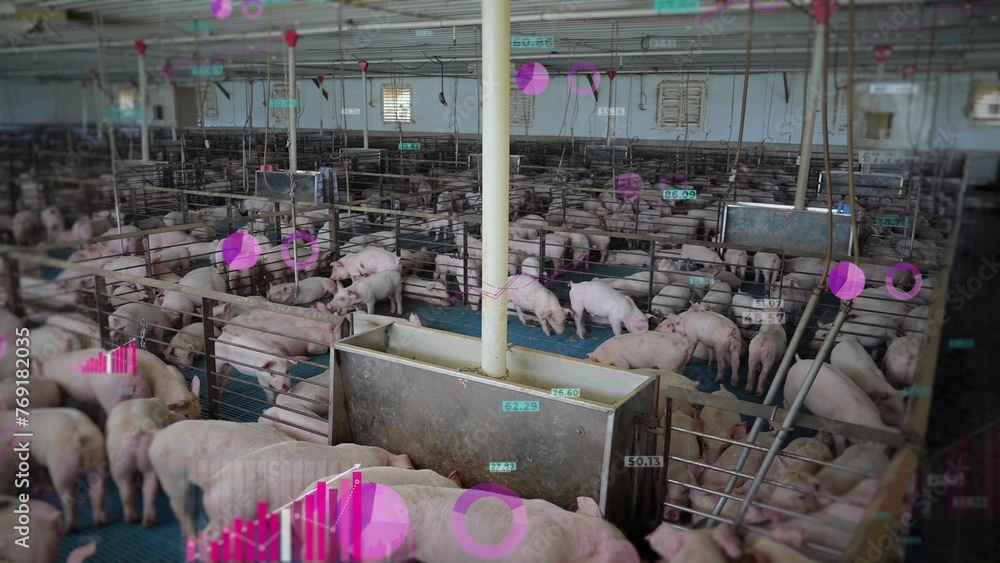 Smart precision agriculture pig farm with digital graphic overlays in a ...